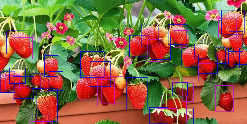 Image based fruit counting for yield estimation – Lincoln Centre for Autonomous Systems